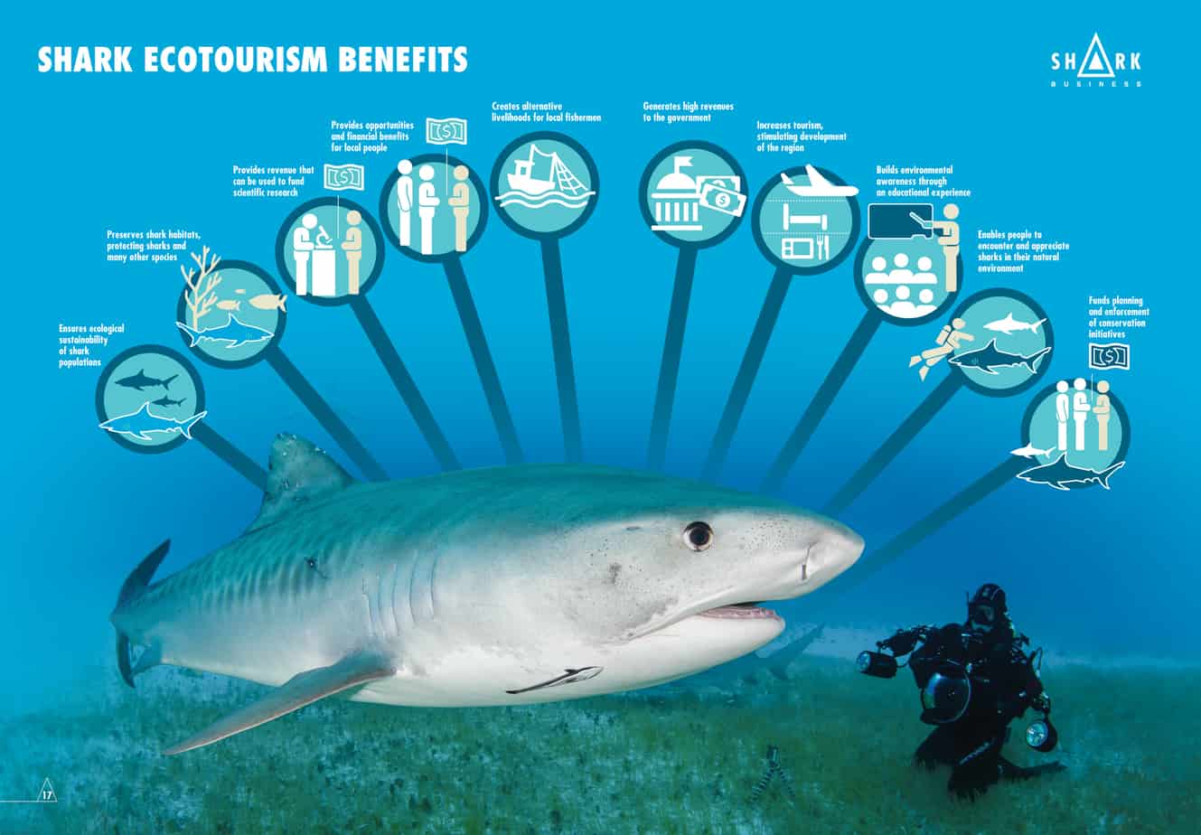 Shark Eco Tourism and its Role in Ocean Conservation