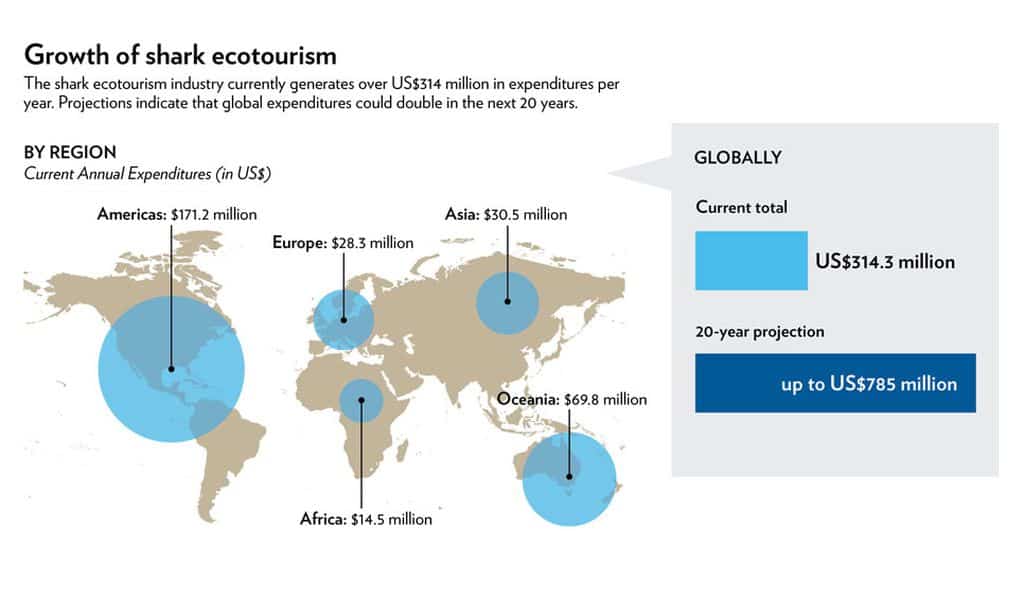 Shark Eco Tourism and its Role in Ocean Conservation