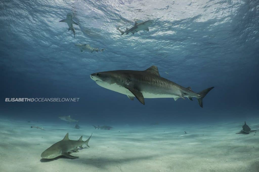 What Colours Attract Sharks?