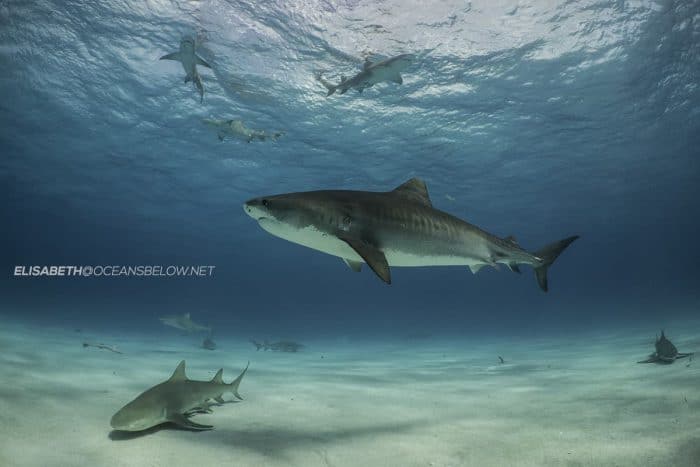 What Colours Attract Sharks?