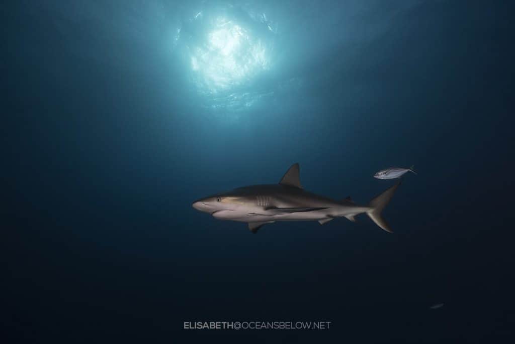 What Colours Attract Sharks?