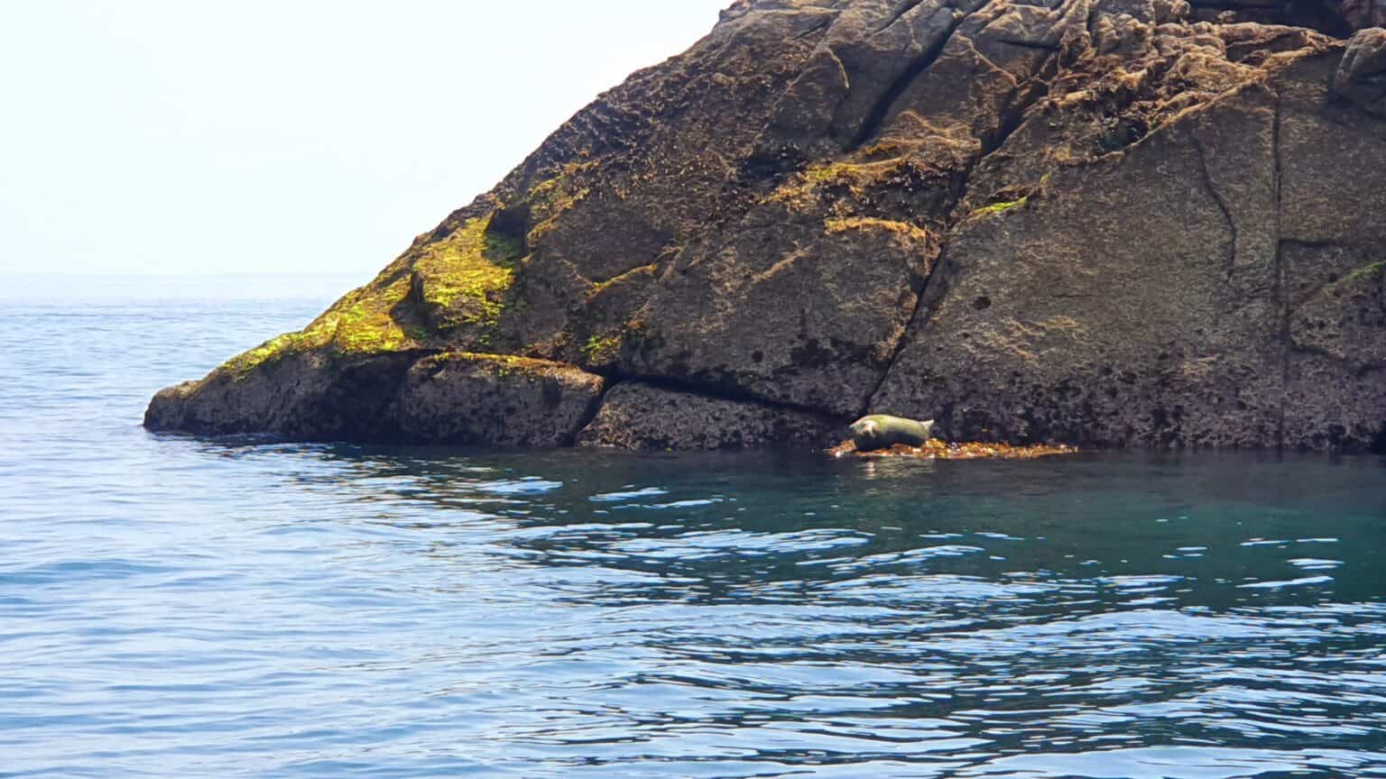 Diving With Seals at Lundy Island Katy Jane Dives KatyJaneDives