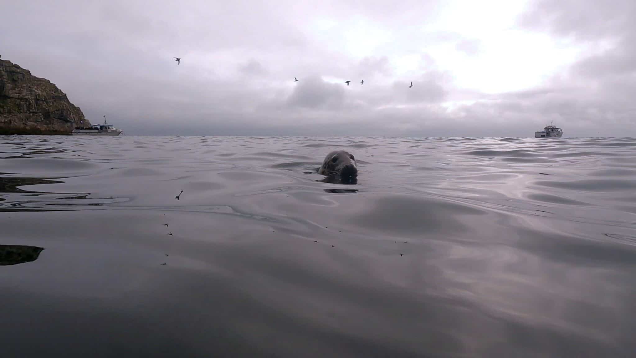Diving With Seals at Lundy Island - Katy Jane Dives